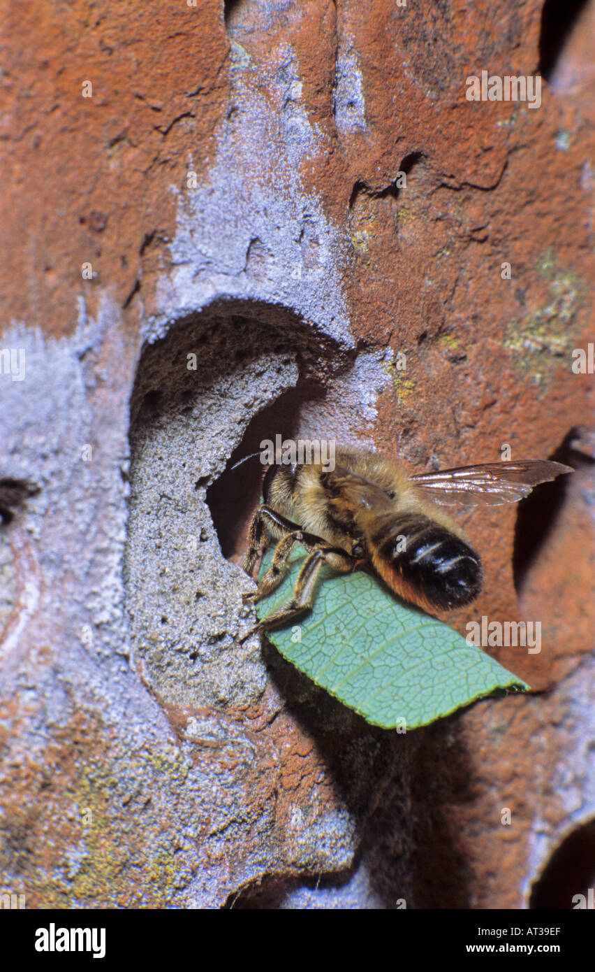Leafcutter Bee, carrying cut leaf into nest-hole in wall. Megachile ...