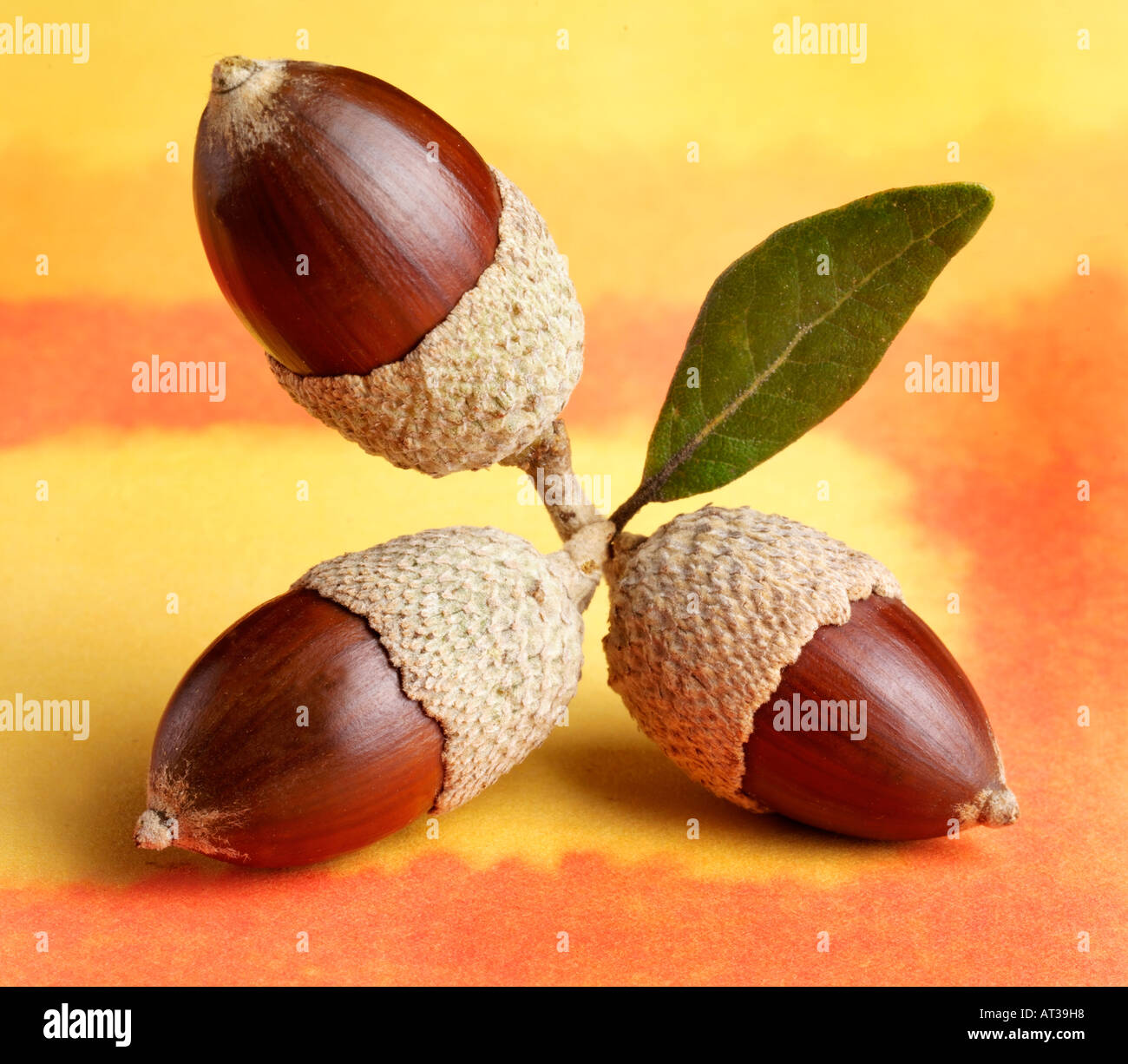 Three acorns hi-res stock photography and images - Alamy