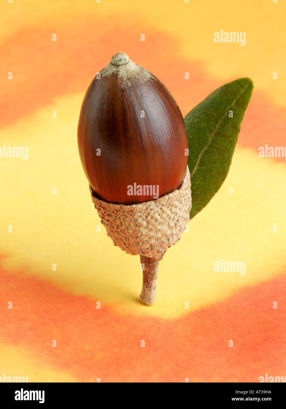 Acorn shell hi-res stock photography and images - Alamy