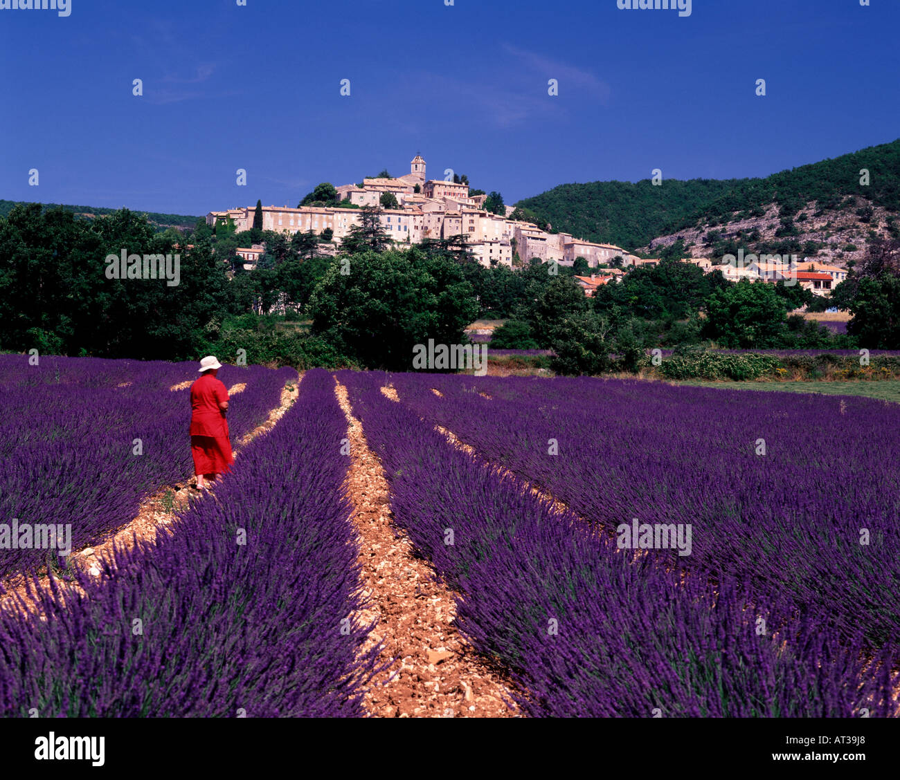 Lavender field village banon hi-res stock photography and images - Alamy