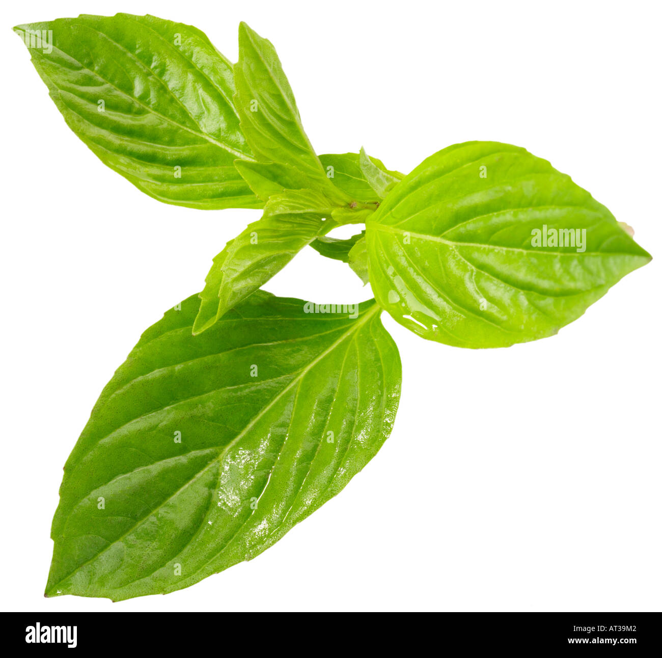 THAI SWEET BASIL CUT OUT Stock Photo - Alamy