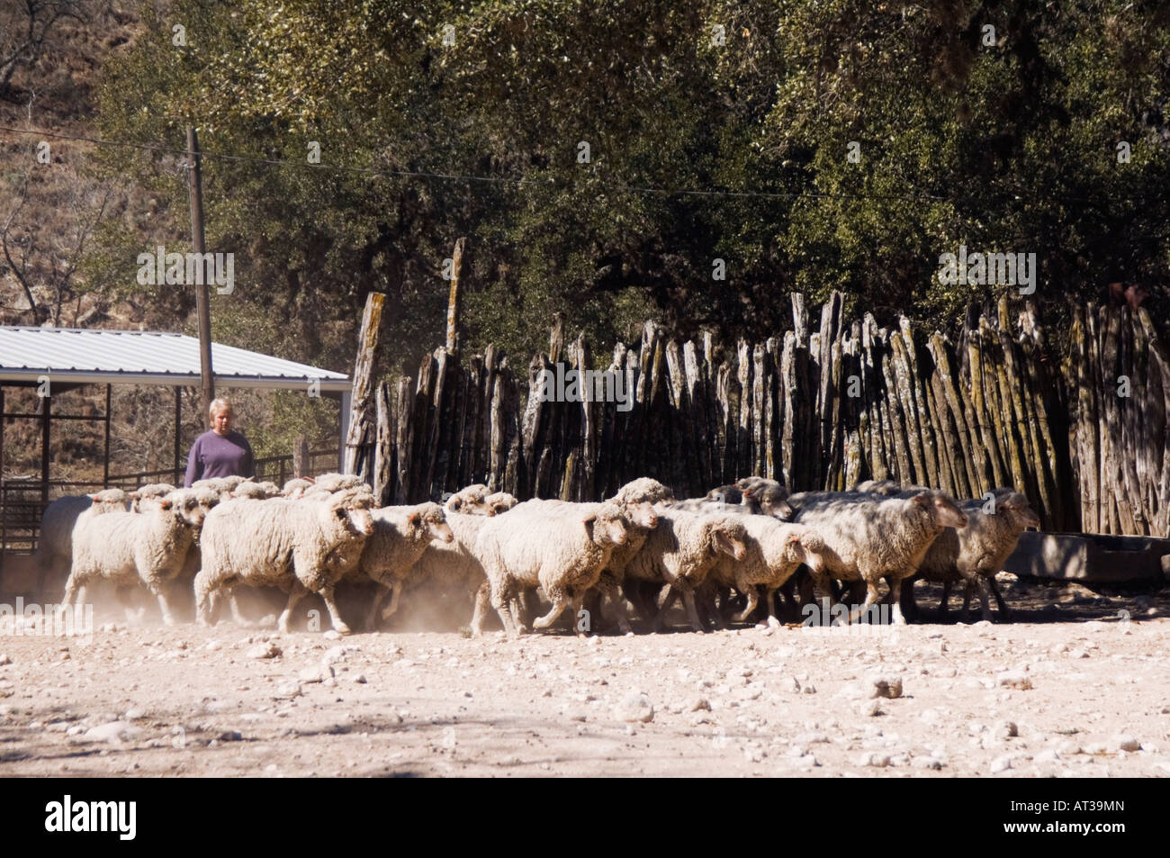 Domestic Sheep Sheep shearing herding sheep Hill Country Texas USA ...