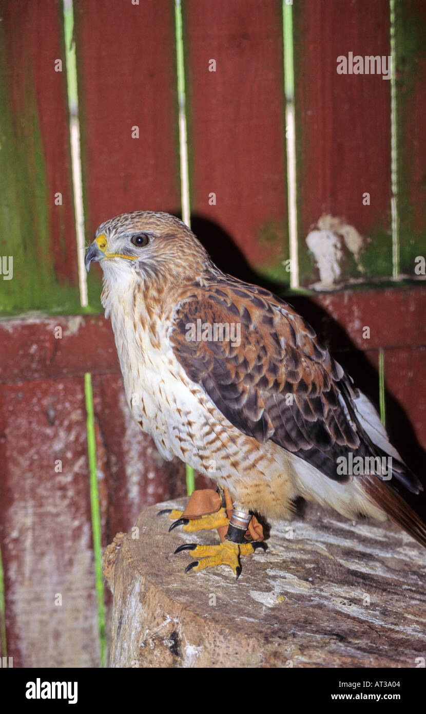 Hybrid Red Tailed X Ferruginous Hawk Stock Photo - Alamy