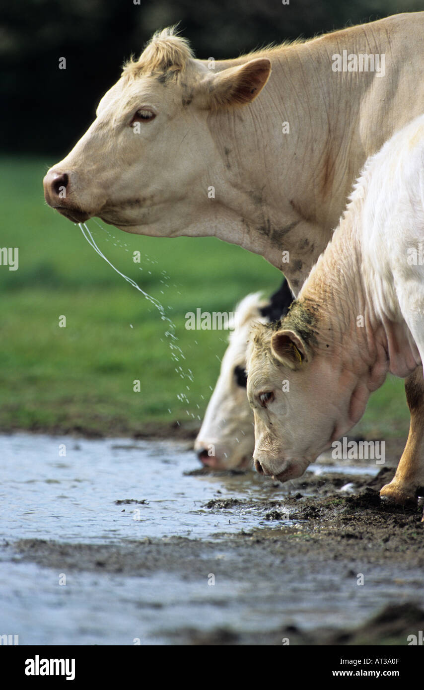 Cattle drinking from a muddy pool Stock Photo - Alamy