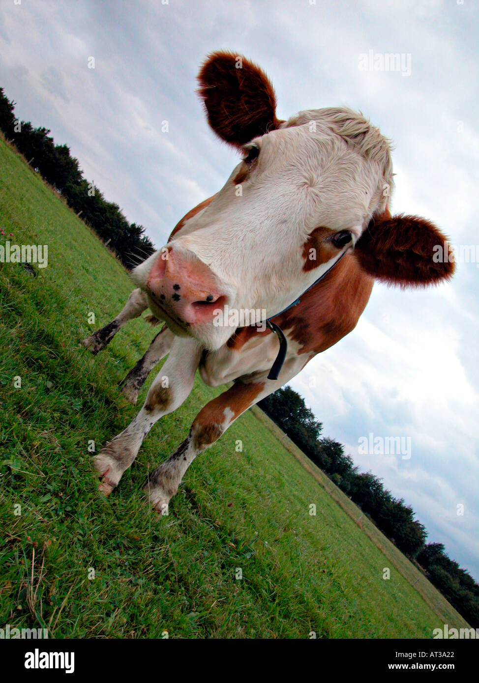 curious cow on a willow is looking into the camera Stock Photo - Alamy