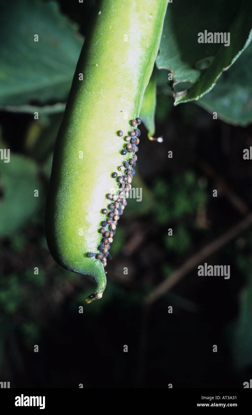 Aphids broad bean hi-res stock photography and images - Alamy