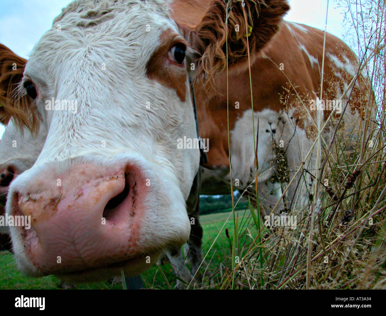 curious cow on a willow is snuffeling in the camera Stock Photo - Alamy