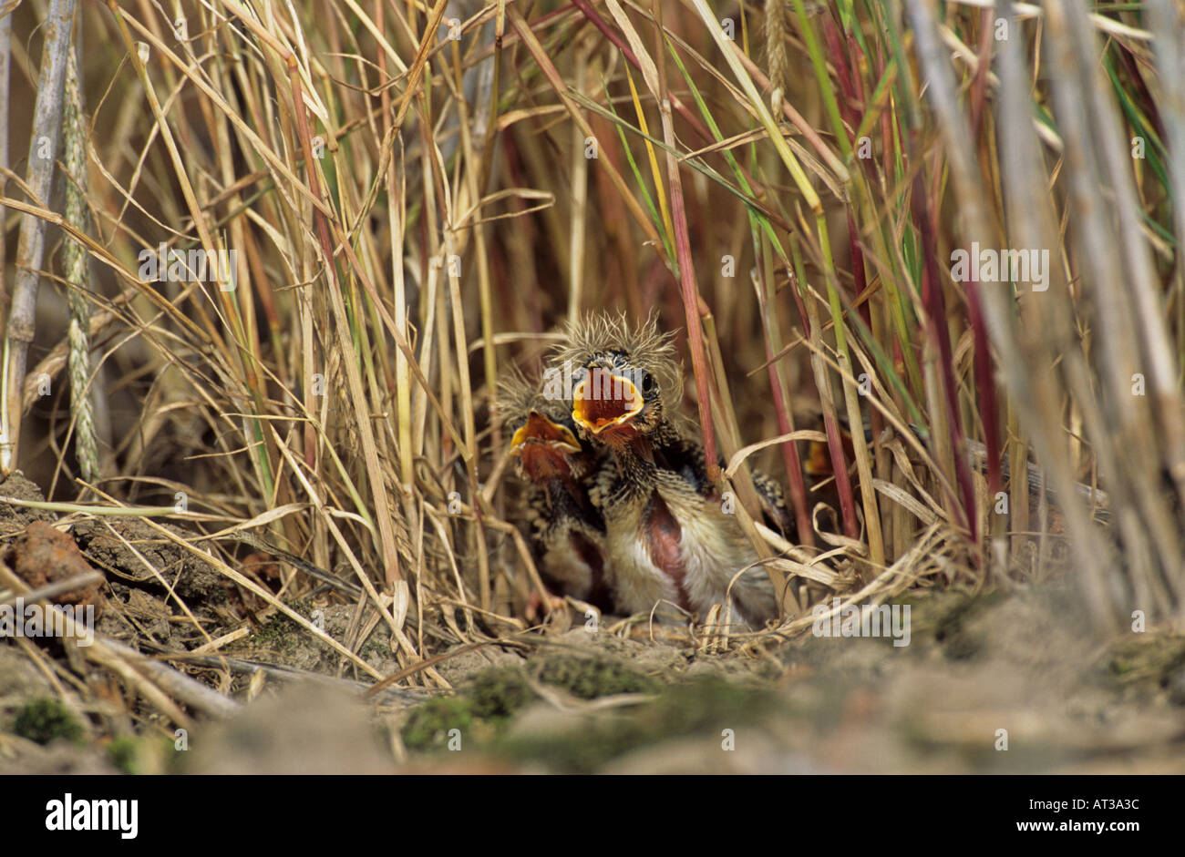 Skylark field nest hi-res stock photography and images - Alamy