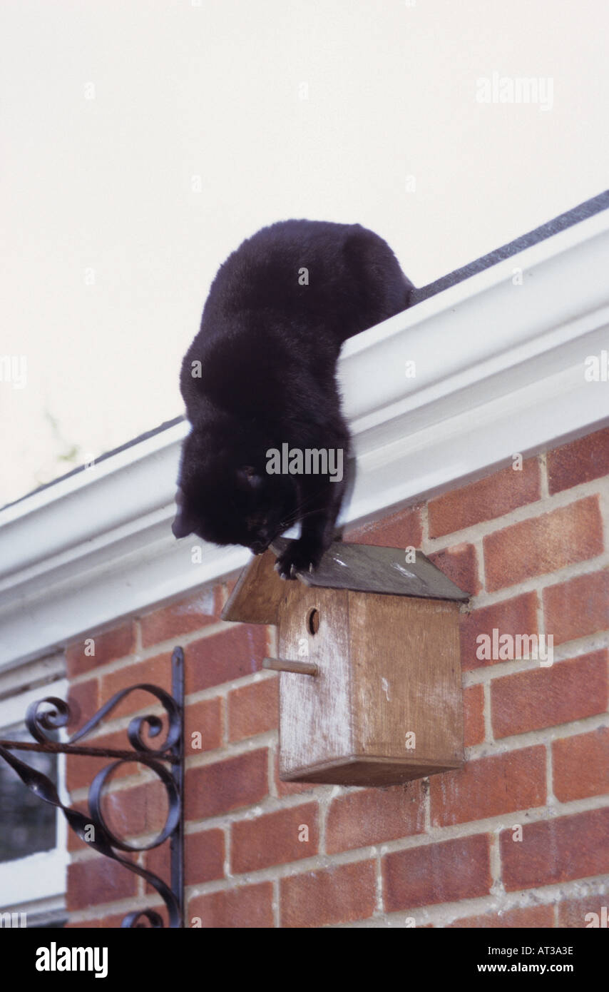cat attacking a garden bird box Stock Photo - Alamy
