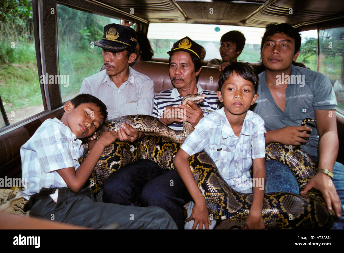 Netzpython indonesien familly with tame Reticulated Python Python ...