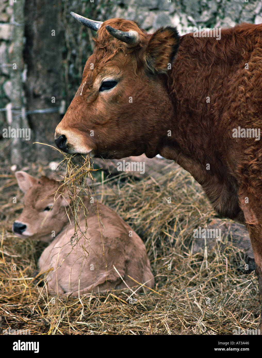 cow with a calf Stock Photo - Alamy
