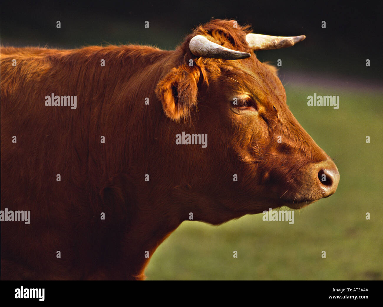 head of a cow in profile Stock Photo - Alamy