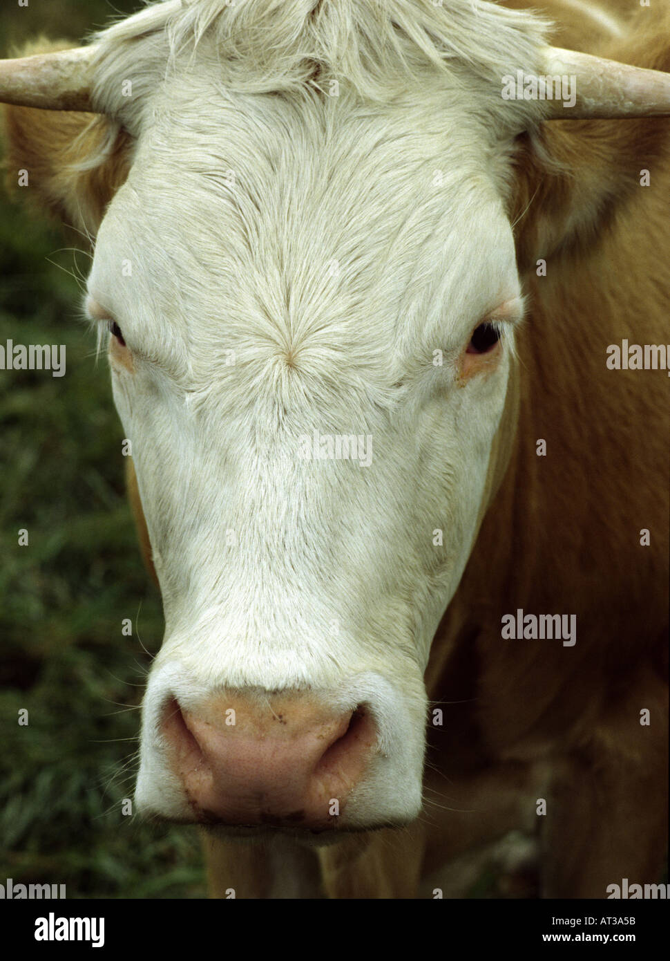 head of a cow face Stock Photo - Alamy