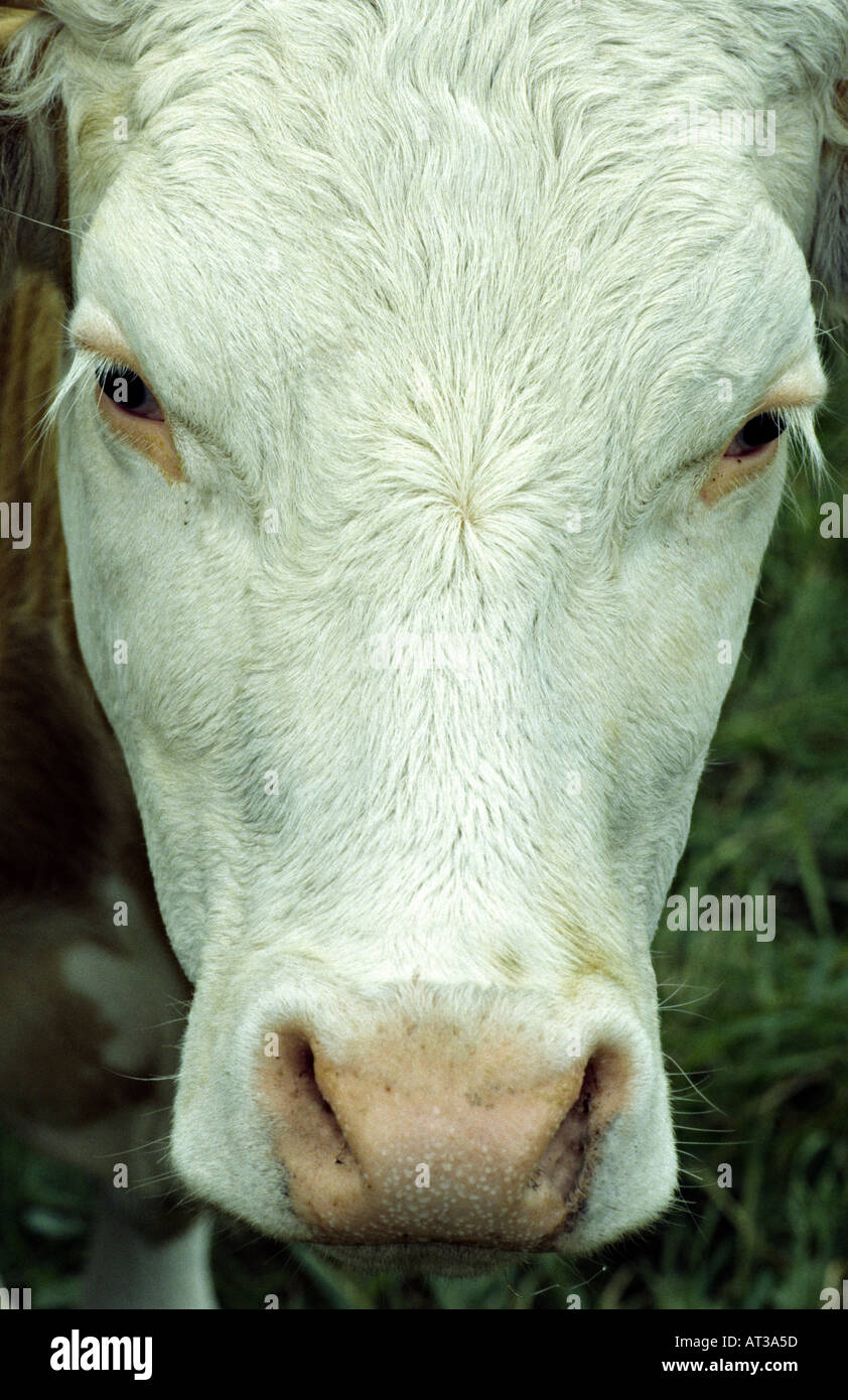 head of a cow face Stock Photo - Alamy