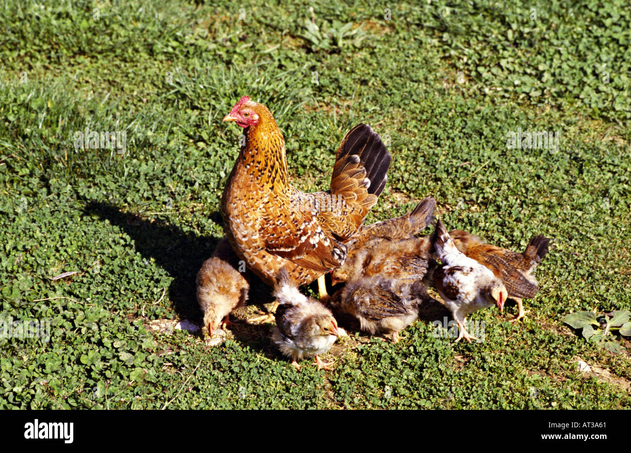 Funny running chicken hi-res stock photography and images - Alamy