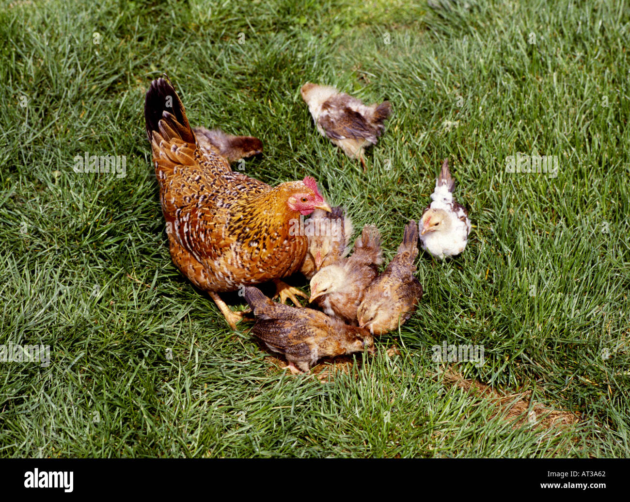 free running hen with her chicken on a meadow Stock Photo - Alamy