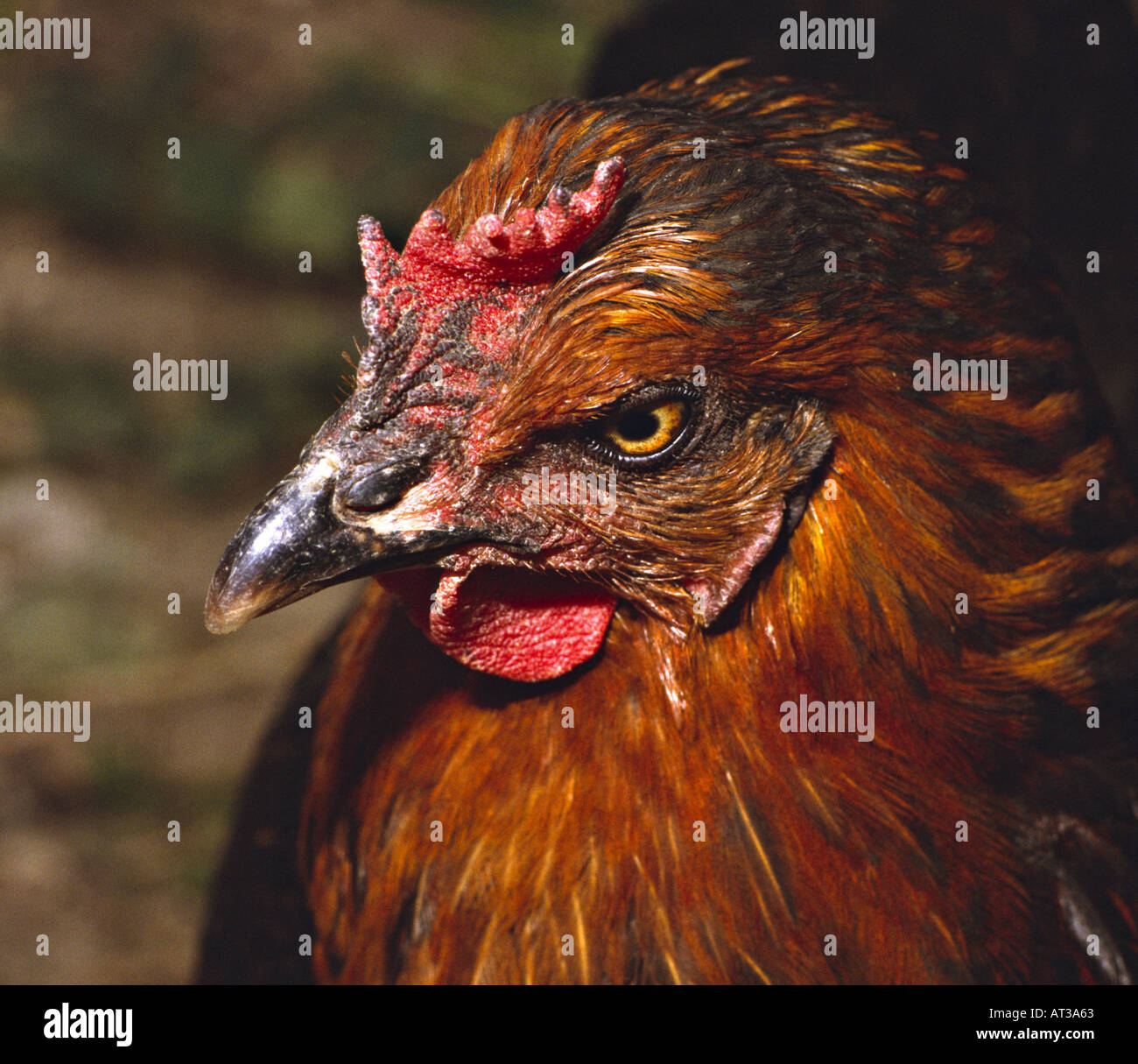head of a hen Stock Photo - Alamy