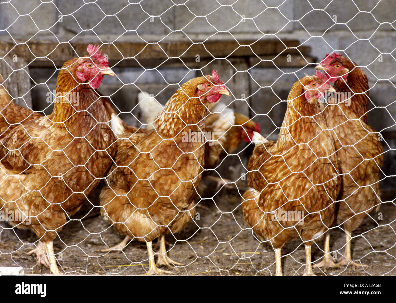 Cattle netting hi-res stock photography and images - Alamy