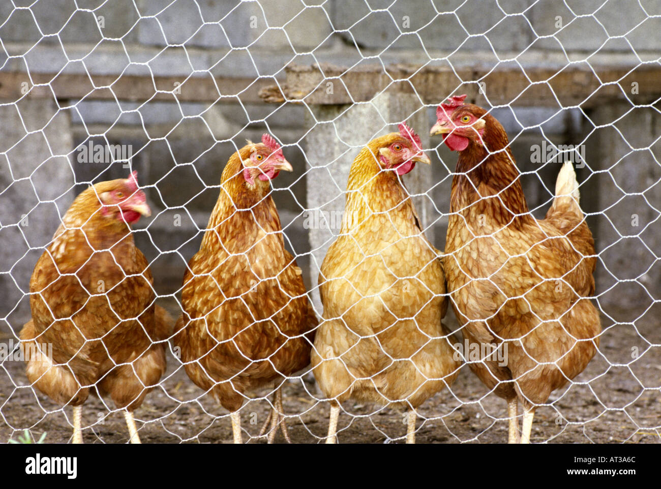 Hen behind fence hi-res stock photography and images - Alamy