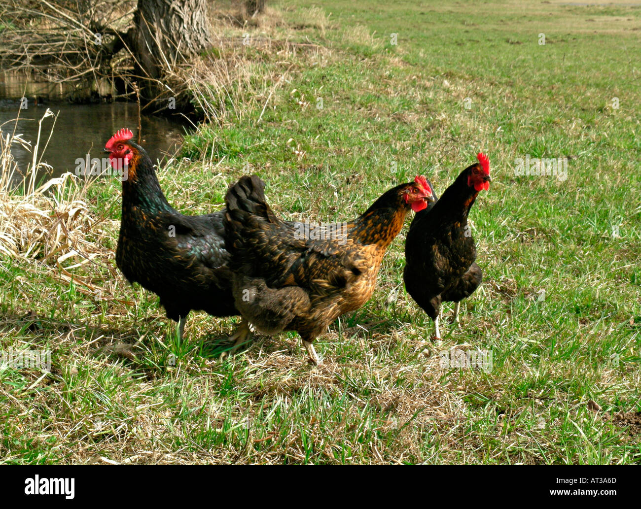 free running hen on a meadow Stock Photo - Alamy