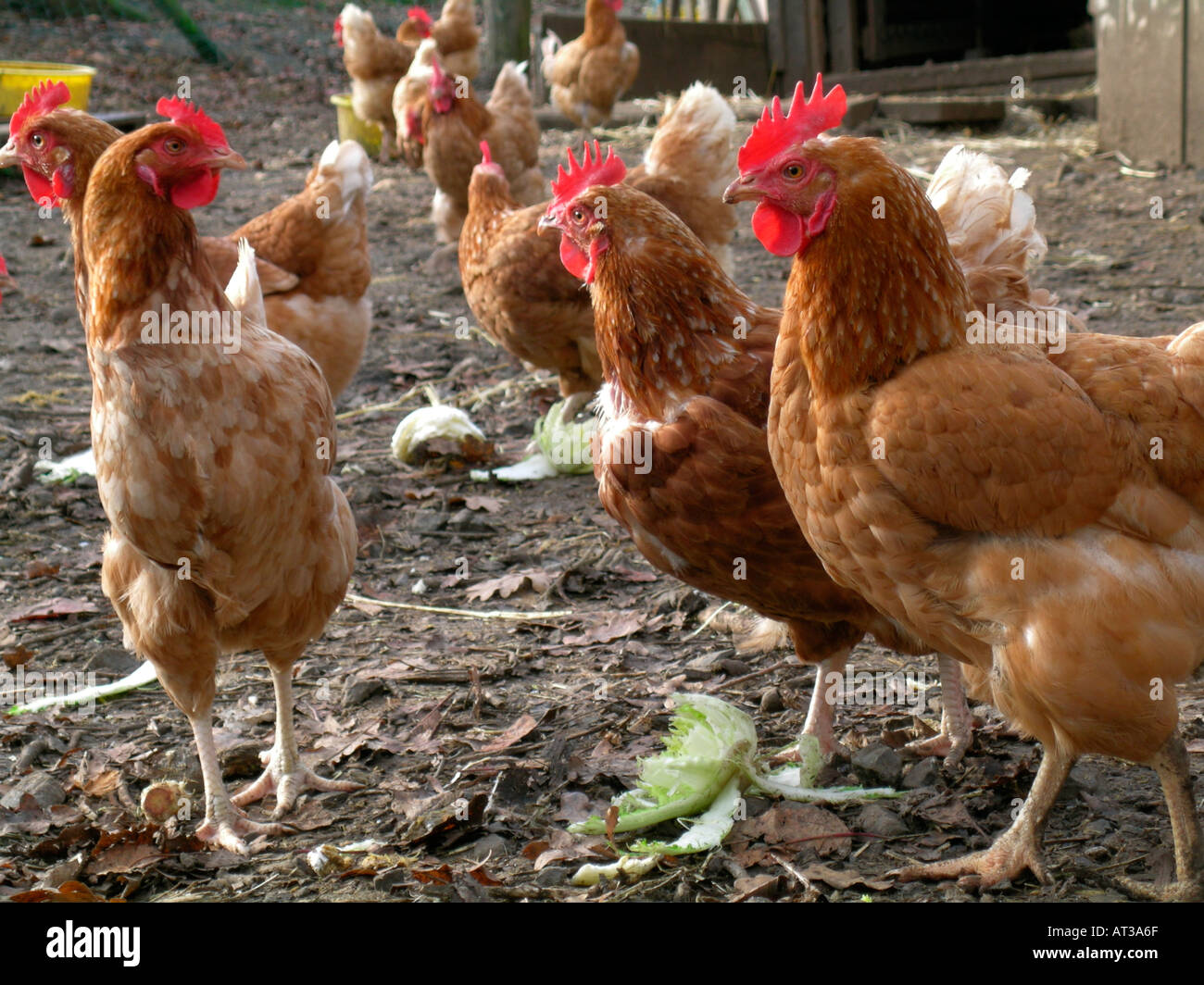 free running hen on the ground Stock Photo - Alamy