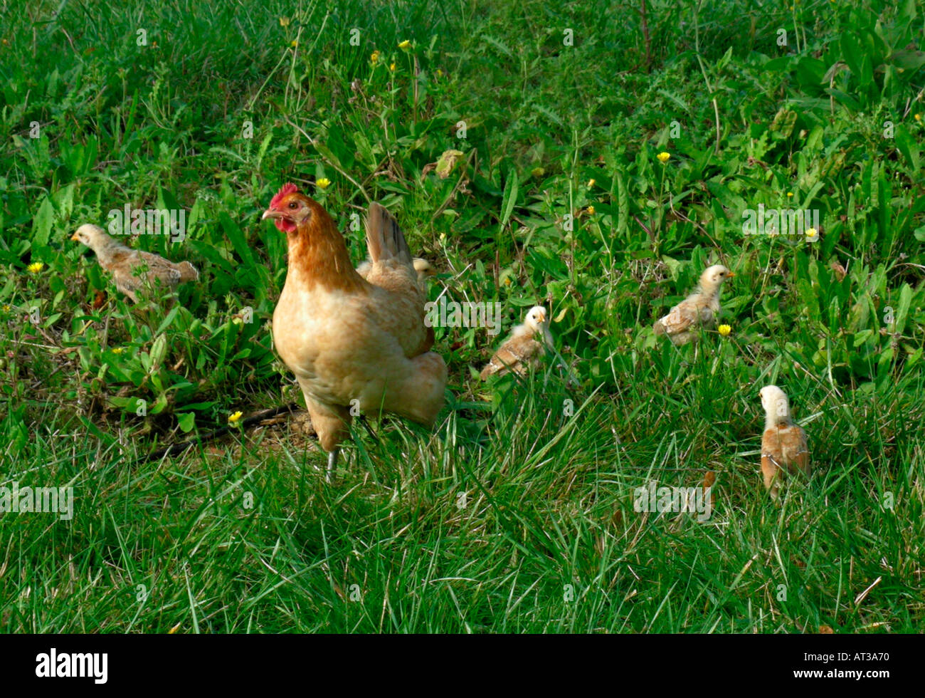 Funny running chicken hi-res stock photography and images - Alamy