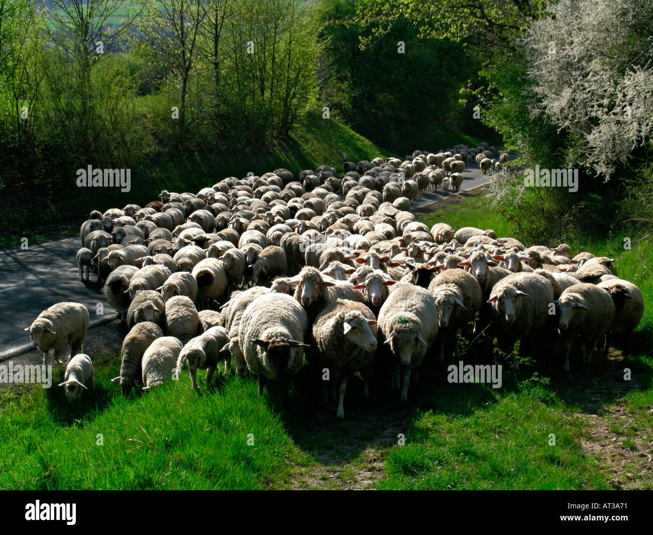 Sheep breeding season hi-res stock photography and images - Alamy