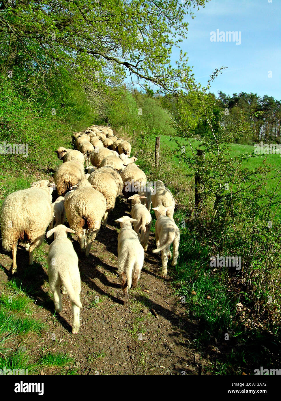 herd of sheep moving through the landscape Stock Photo - Alamy