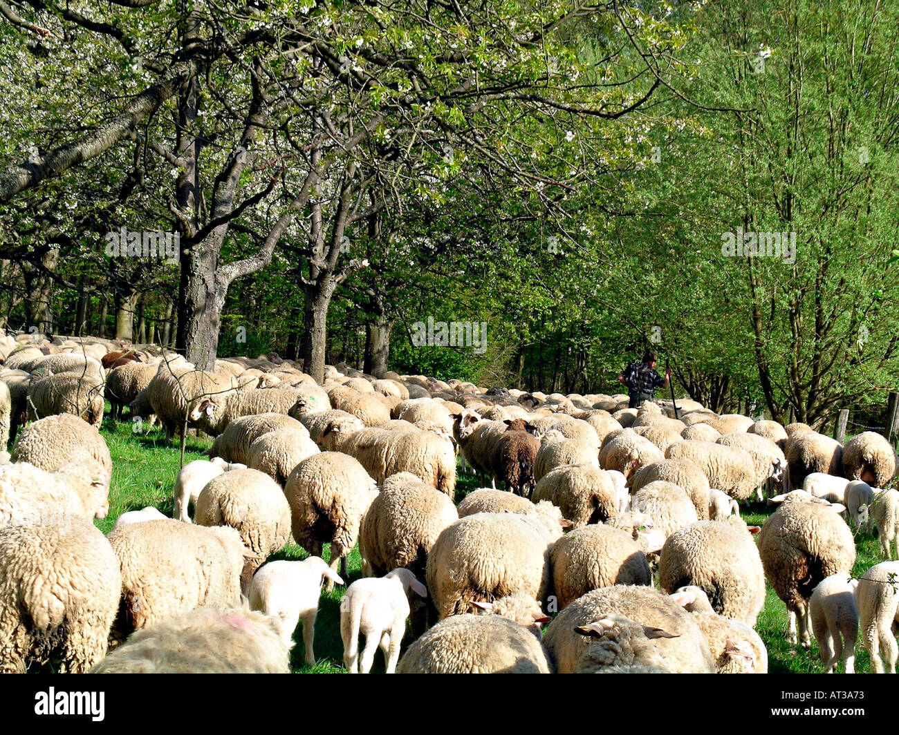herd of sheep moving through the landscape Stock Photo - Alamy