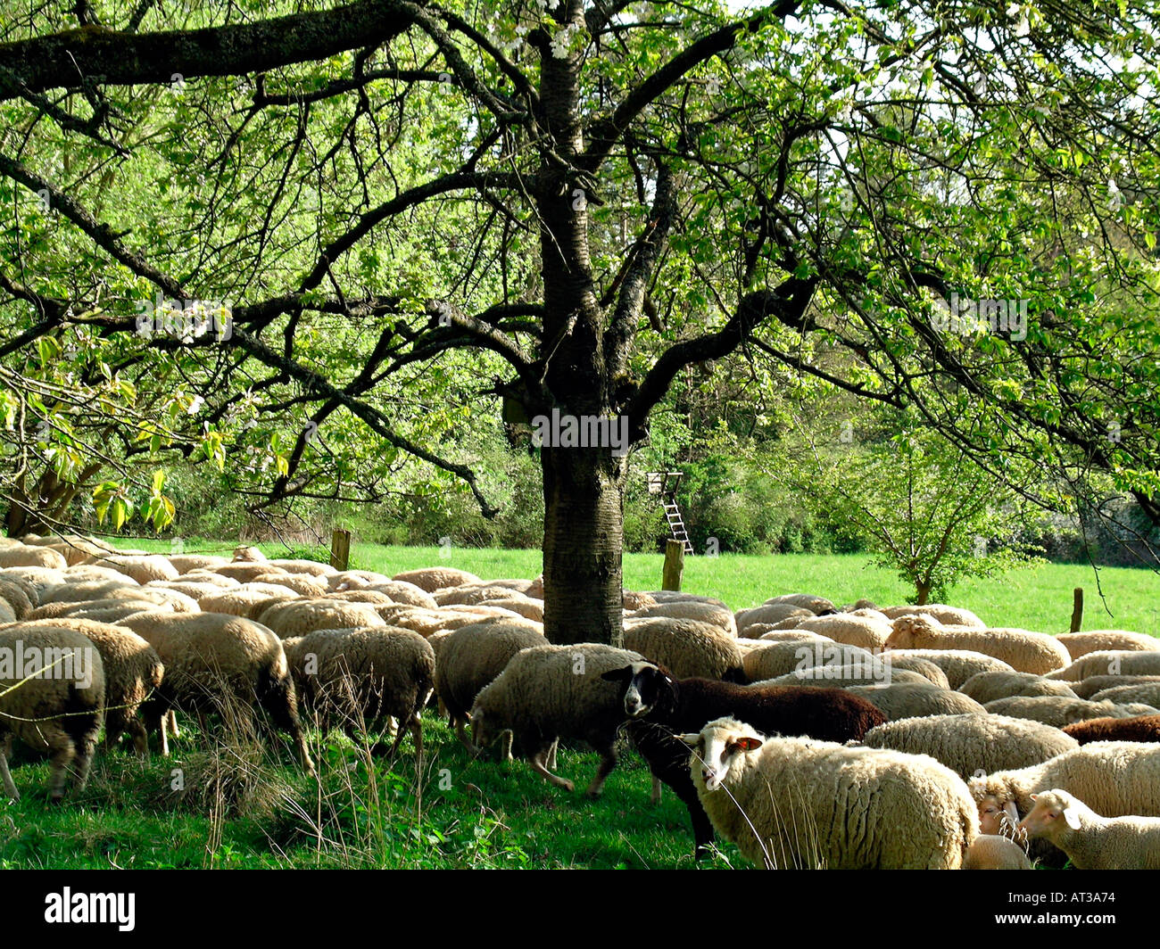 herd of sheep under a cherry tree Stock Photo - Alamy