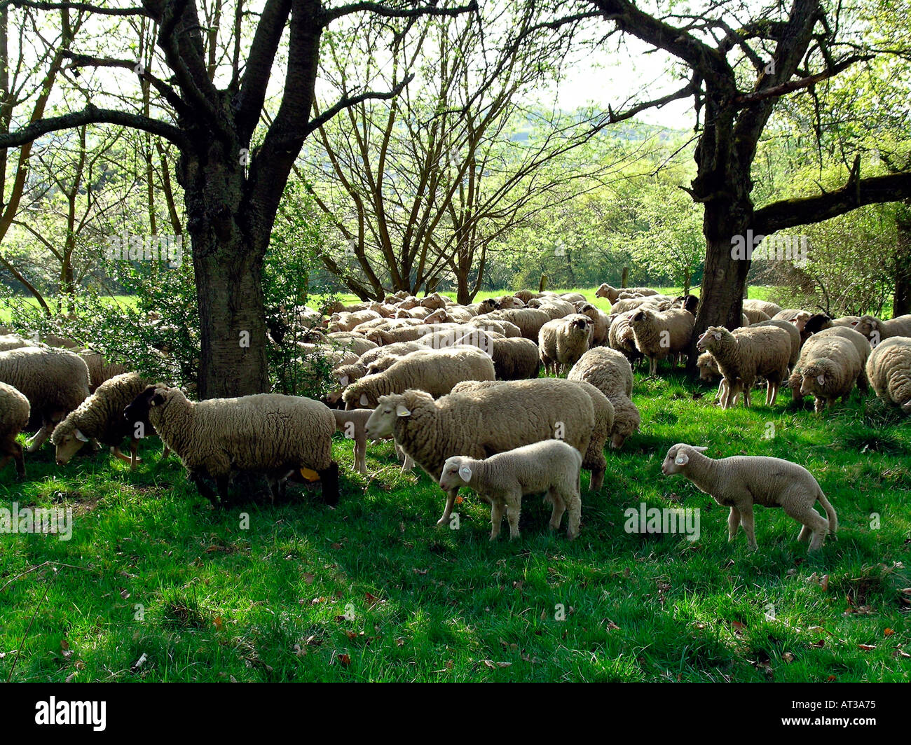 Sheep under trees hi-res stock photography and images - Alamy