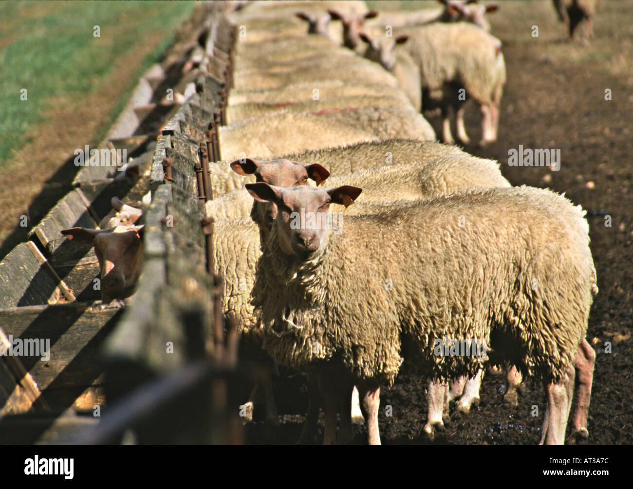 long row of sheep eating at a feeding place Stock Photo - Alamy