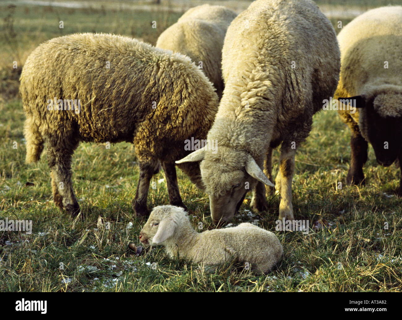sheep with a new born lamb on a willow Stock Photo - Alamy