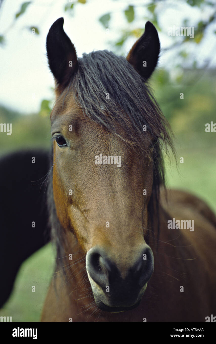 head of a horse Stock Photo - Alamy
