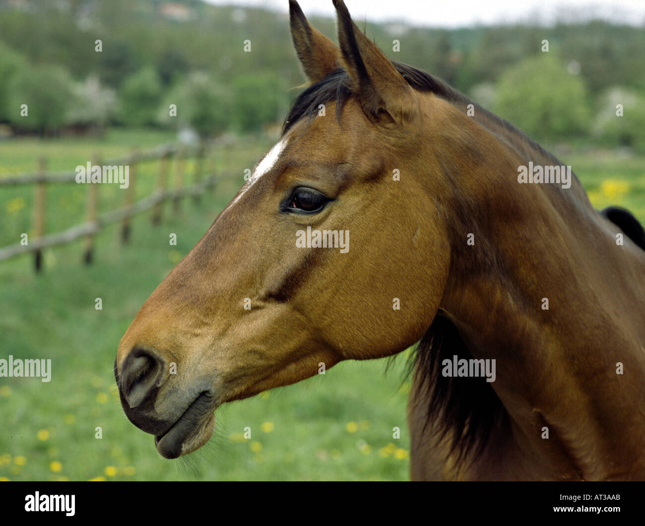 head of a horse Stock Photo - Alamy