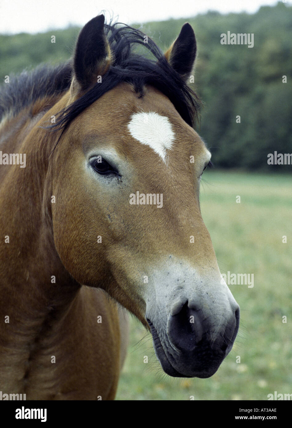 head of a horse Stock Photo - Alamy