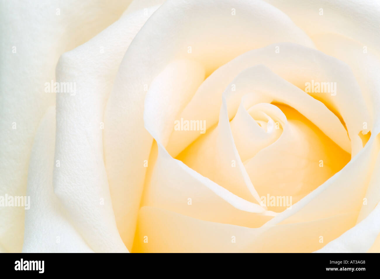 The perfect virgin hi-res stock photography and images - Alamy