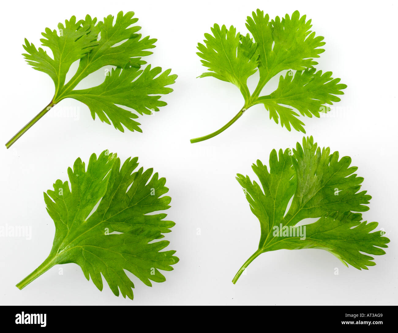 Culantrillo hi-res stock photography and images - Alamy