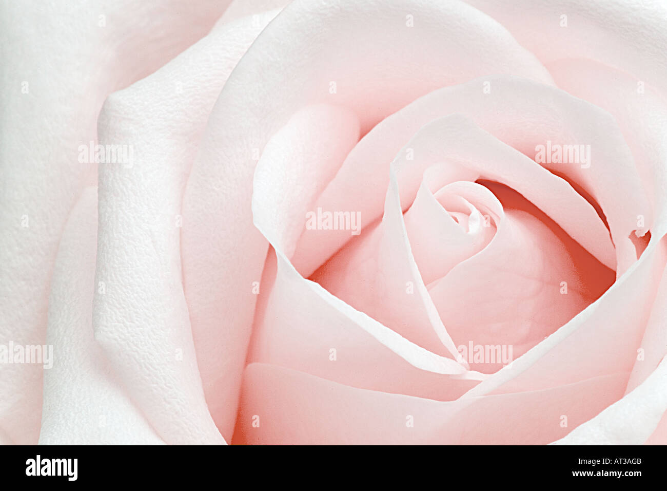 Pure light pink perfect rose a4 flower hi-res stock photography and ...
