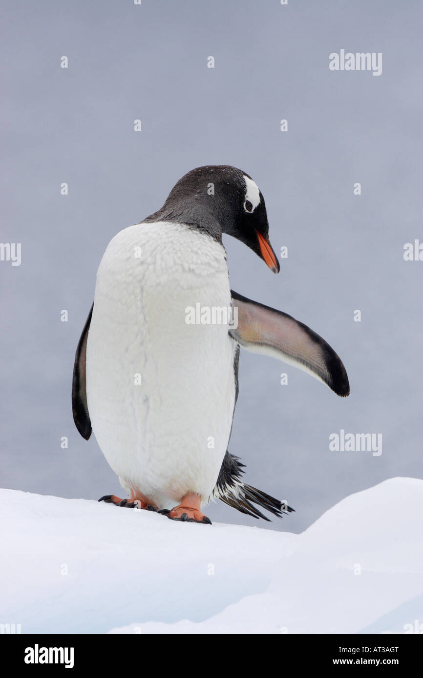 Penguin tail hi-res stock photography and images - Alamy
