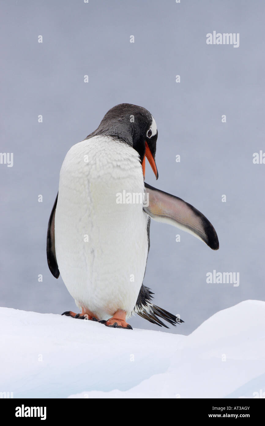 Penguin tail hi-res stock photography and images - Alamy