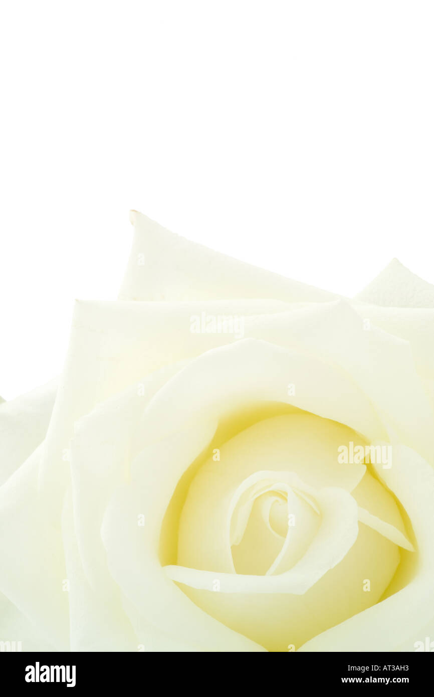Pure white perfect rose on white background Stock Photo - Alamy