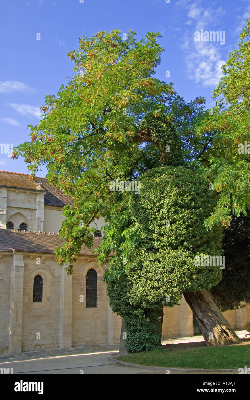 Paris, France. The Oldest Tree in Paris, a Robinia or false Acacia ...