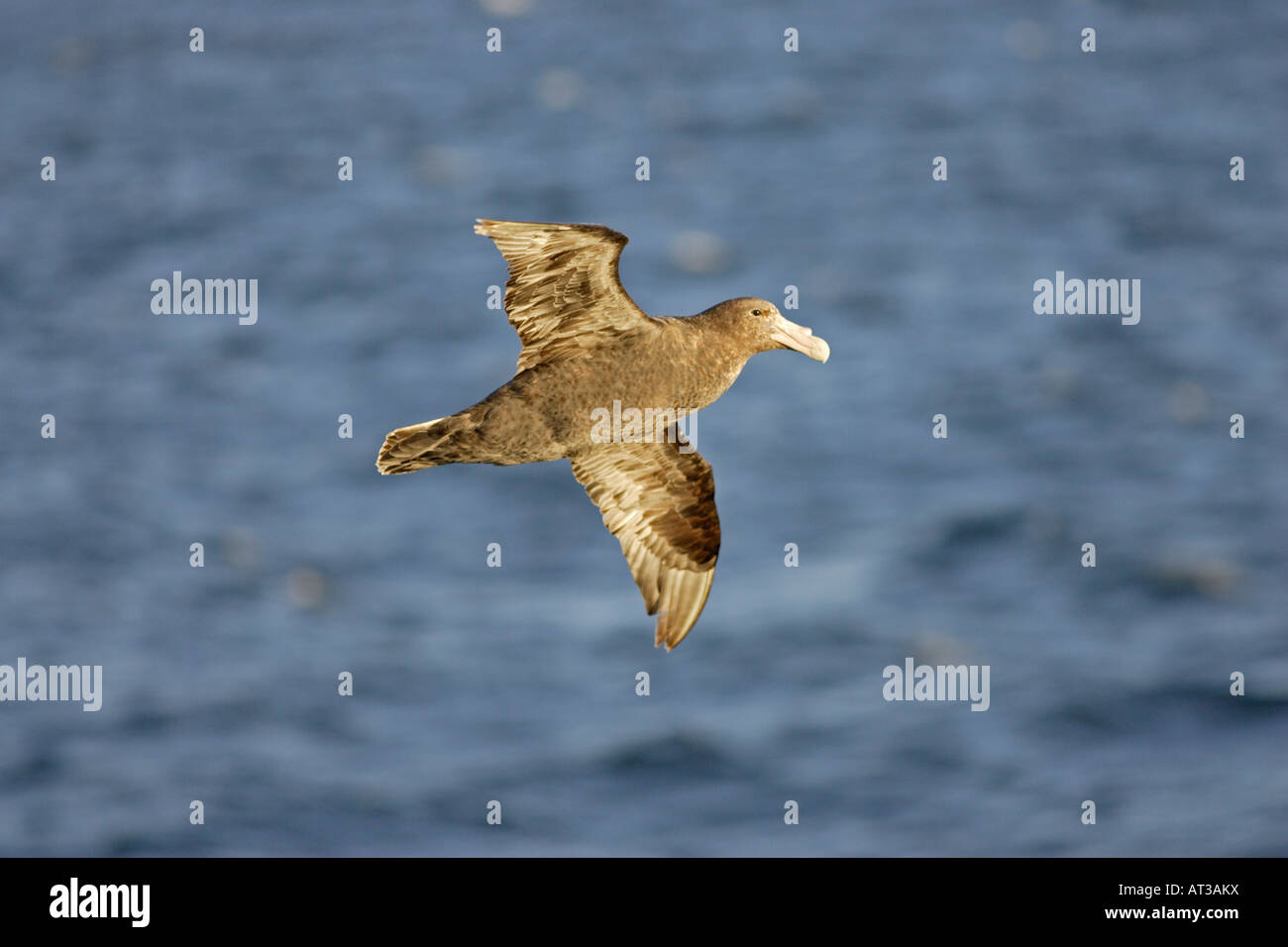 Southern Giant Petrel Stock Photo - Alamy