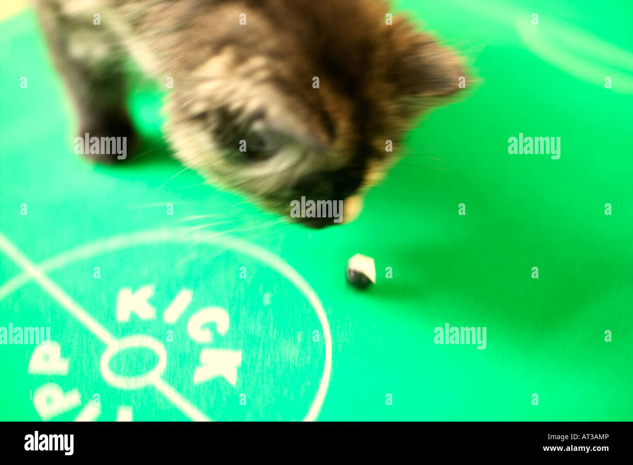 A kitten playing with a toy football Stock Photo - Alamy