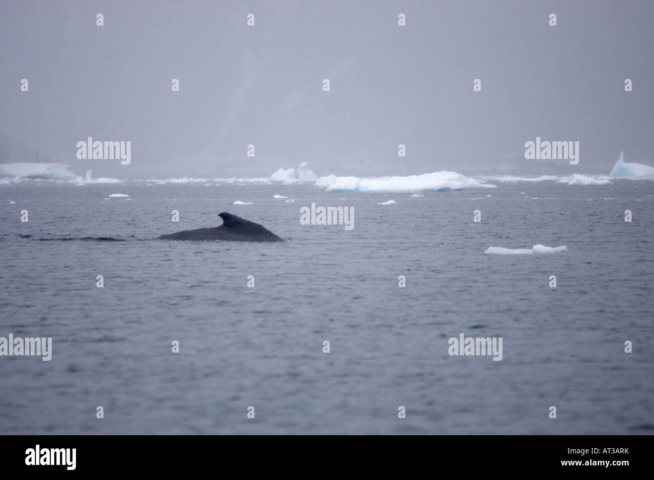 Humpbacked Whale in Antarctica Stock Photo - Alamy