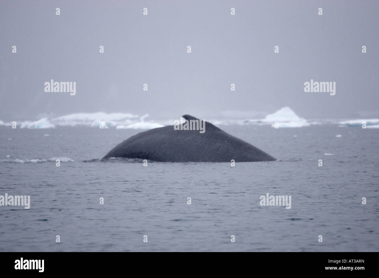 Humpbacked Whale in Antarctica Stock Photo - Alamy