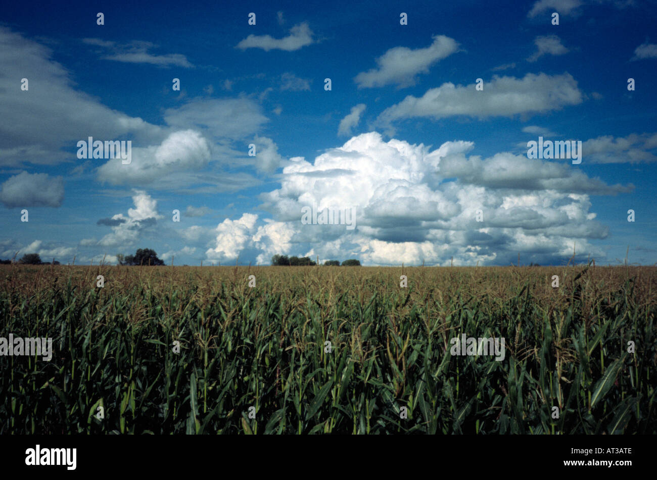 Blue sky with clouds over a corn field Stock Photo - Alamy