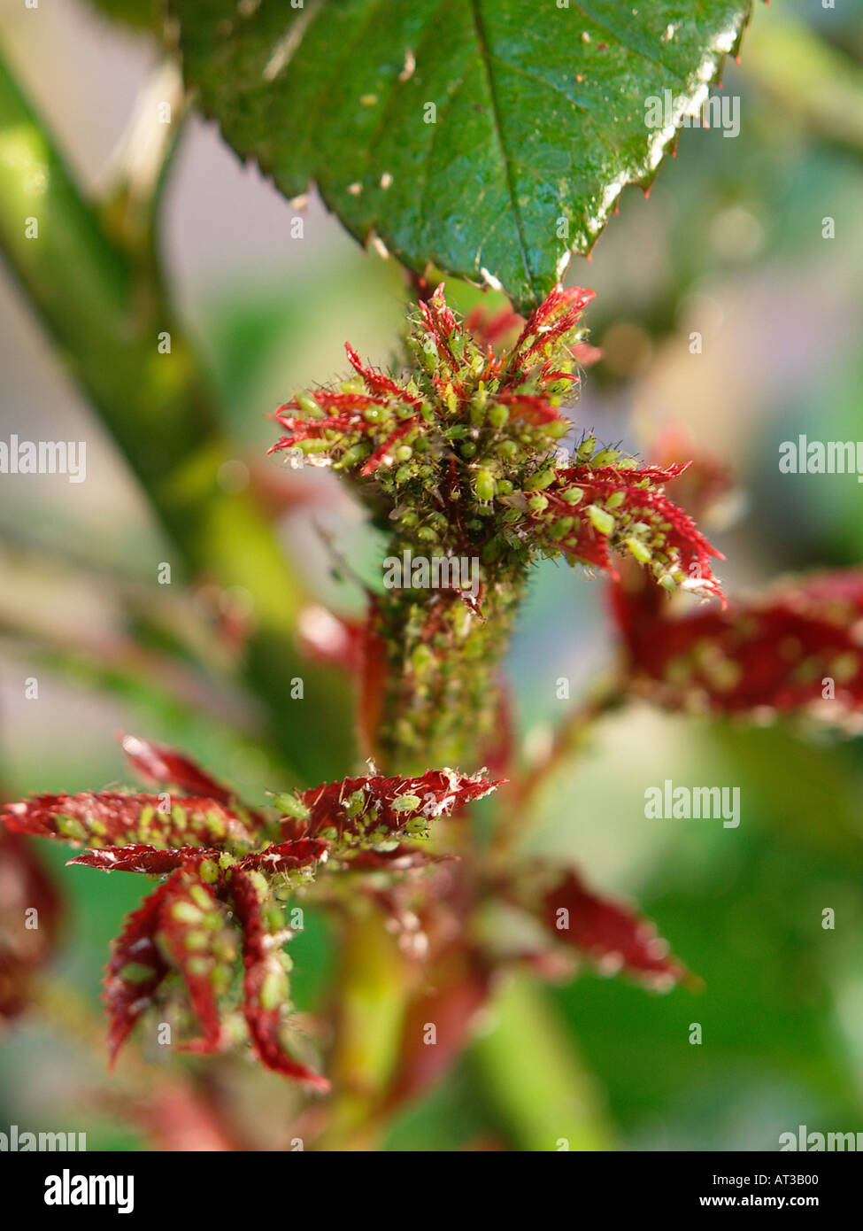 Rose infested with hundreds of small green plant lice aphids Stock ...