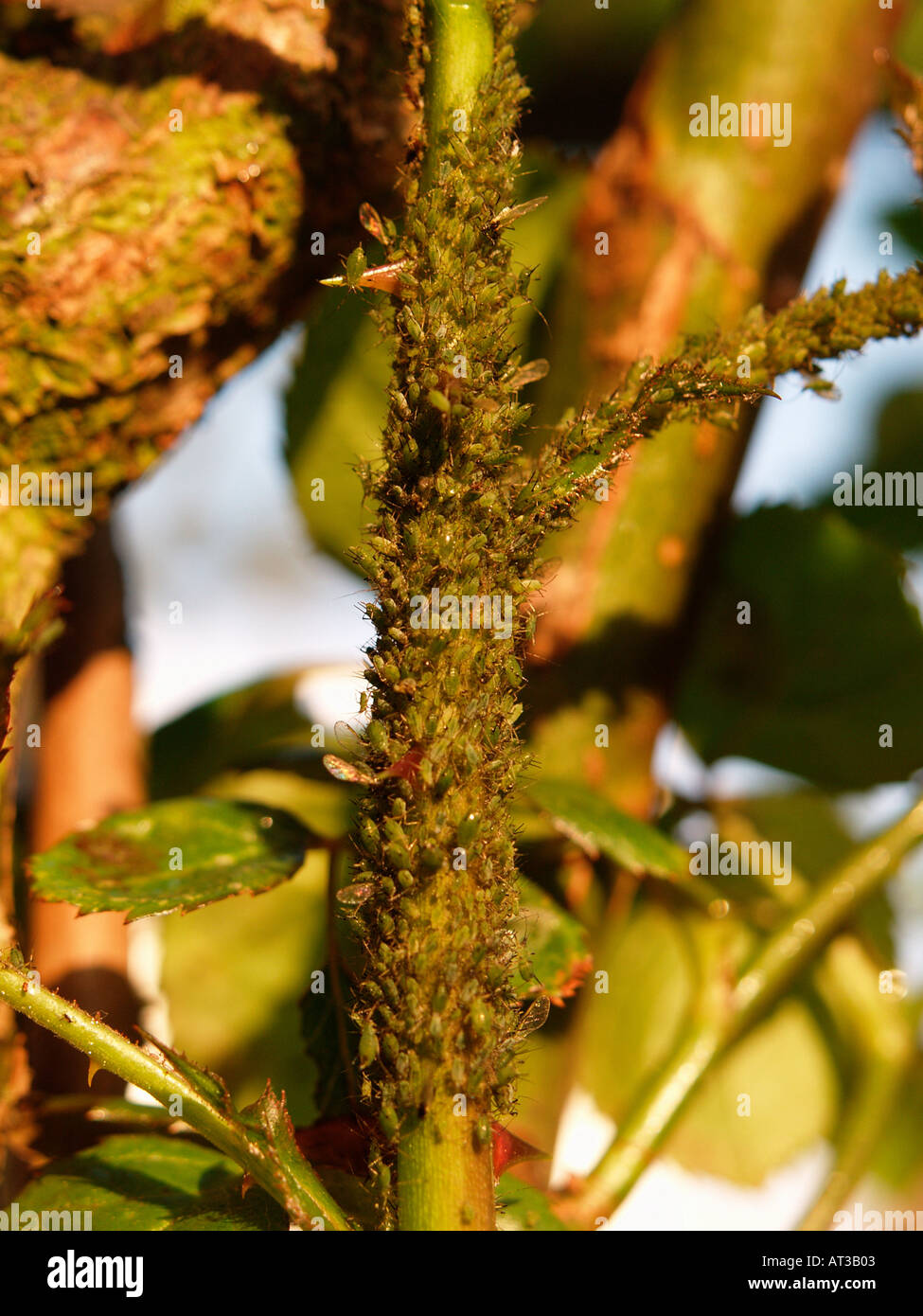 Rose infested with hundreds of small green plant lice aphids Stock ...
